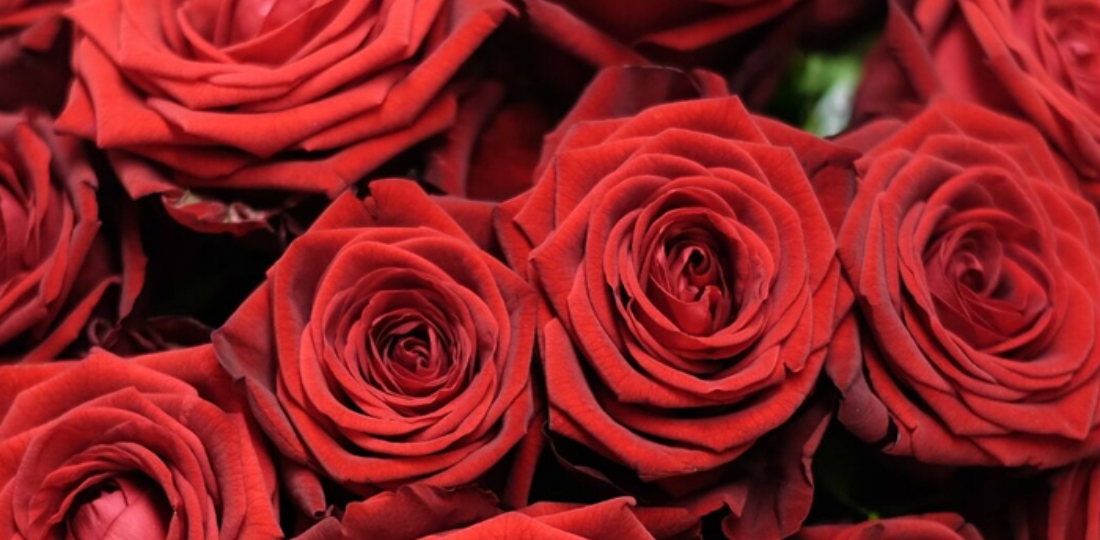 Verras je Valentijn met deze bos rozen à €5600 - Pure Luxe